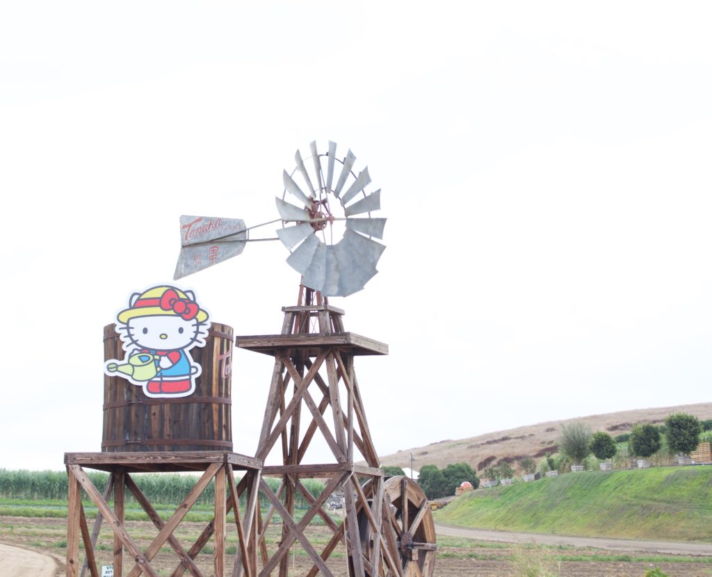 Tanaka Farms Hello Kitty Pumpkin Patch
