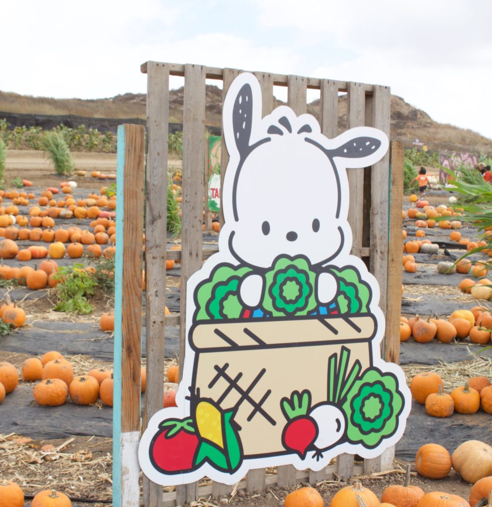Tanaka Farms Hello Kitty Pumpkin Patch