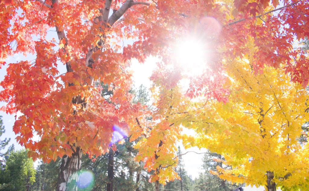 Where to Find Fall Colors in Southern California