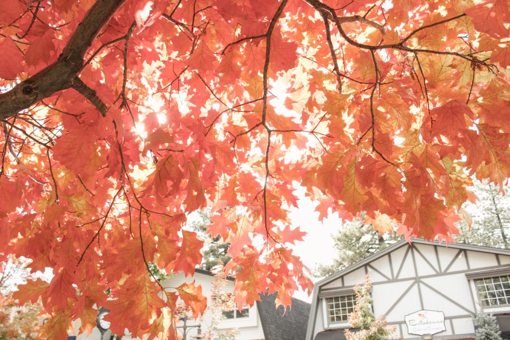 Where to Find Fall Colors in Southern California